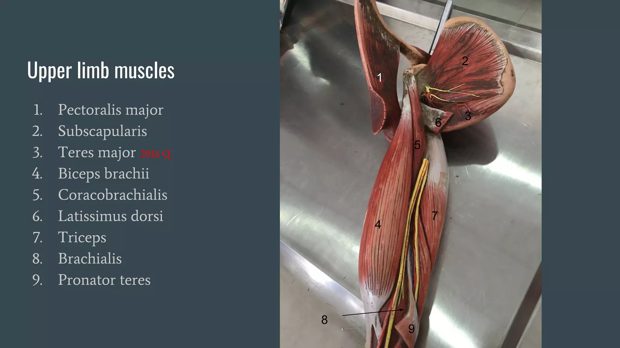 Practical anatomy _ anatomy models labeled for medical students | PDF