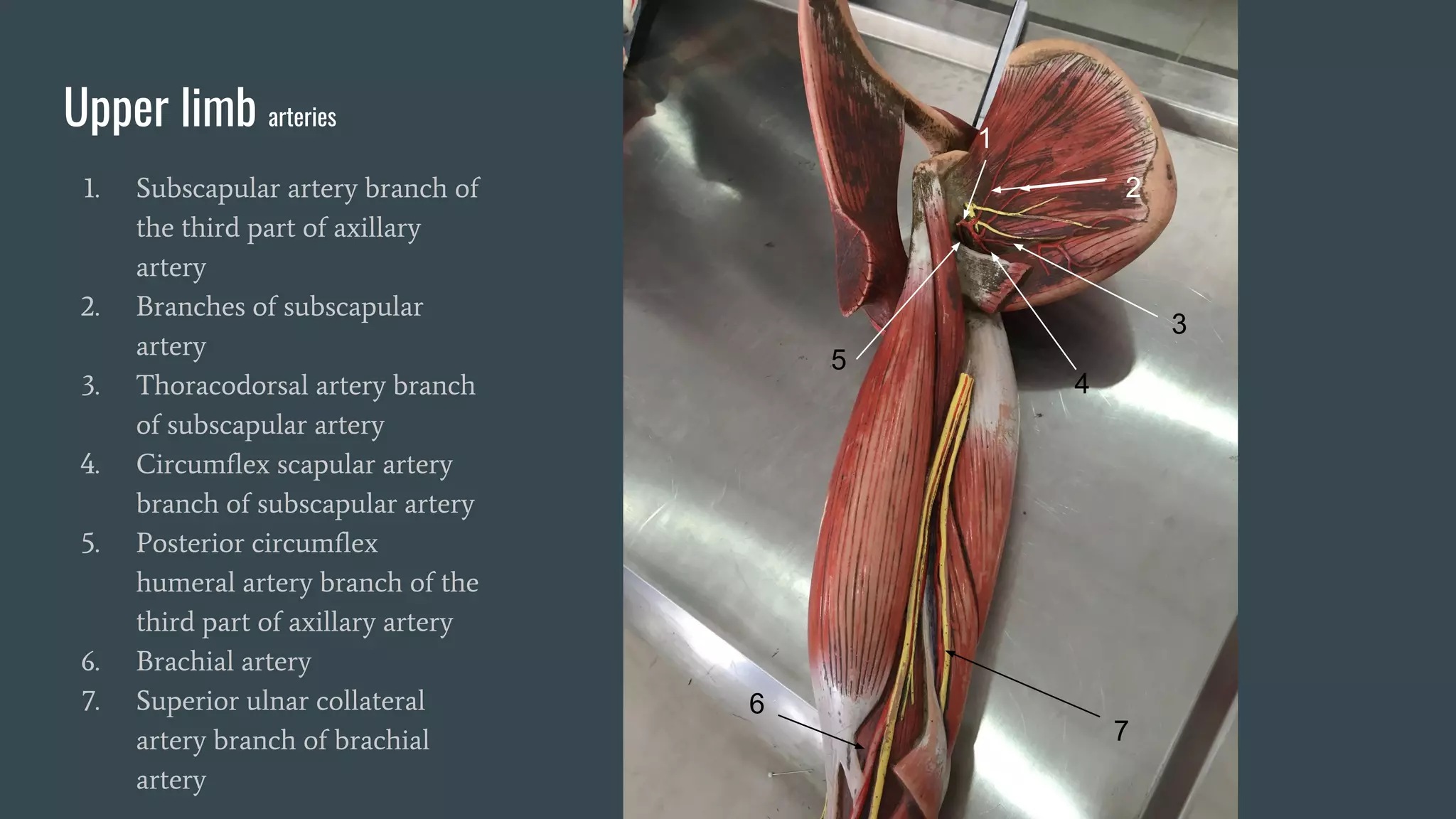Practical anatomy _ anatomy models labeled for medical students | PDF
