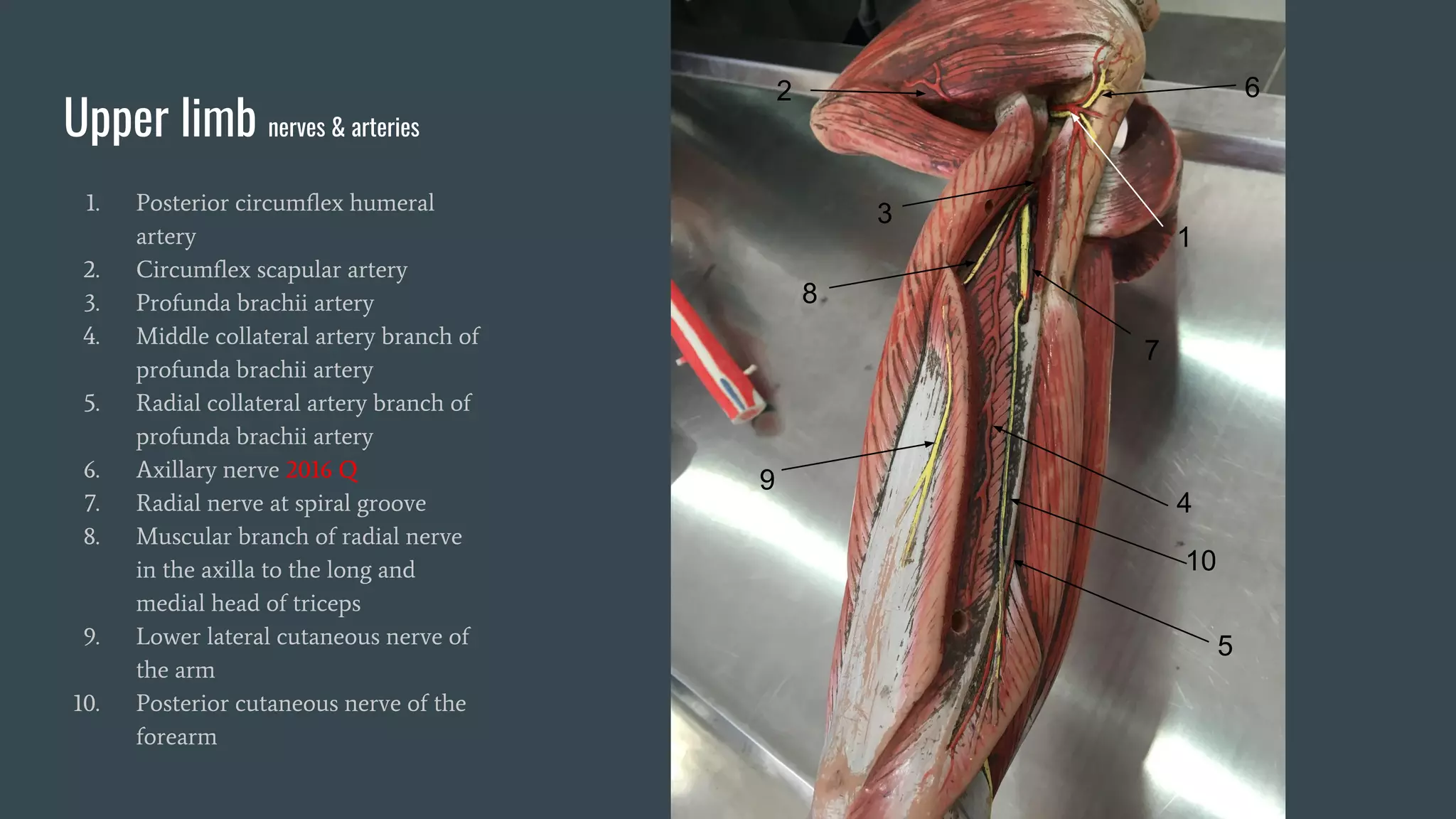 Practical anatomy _ anatomy models labeled for medical students | PDF