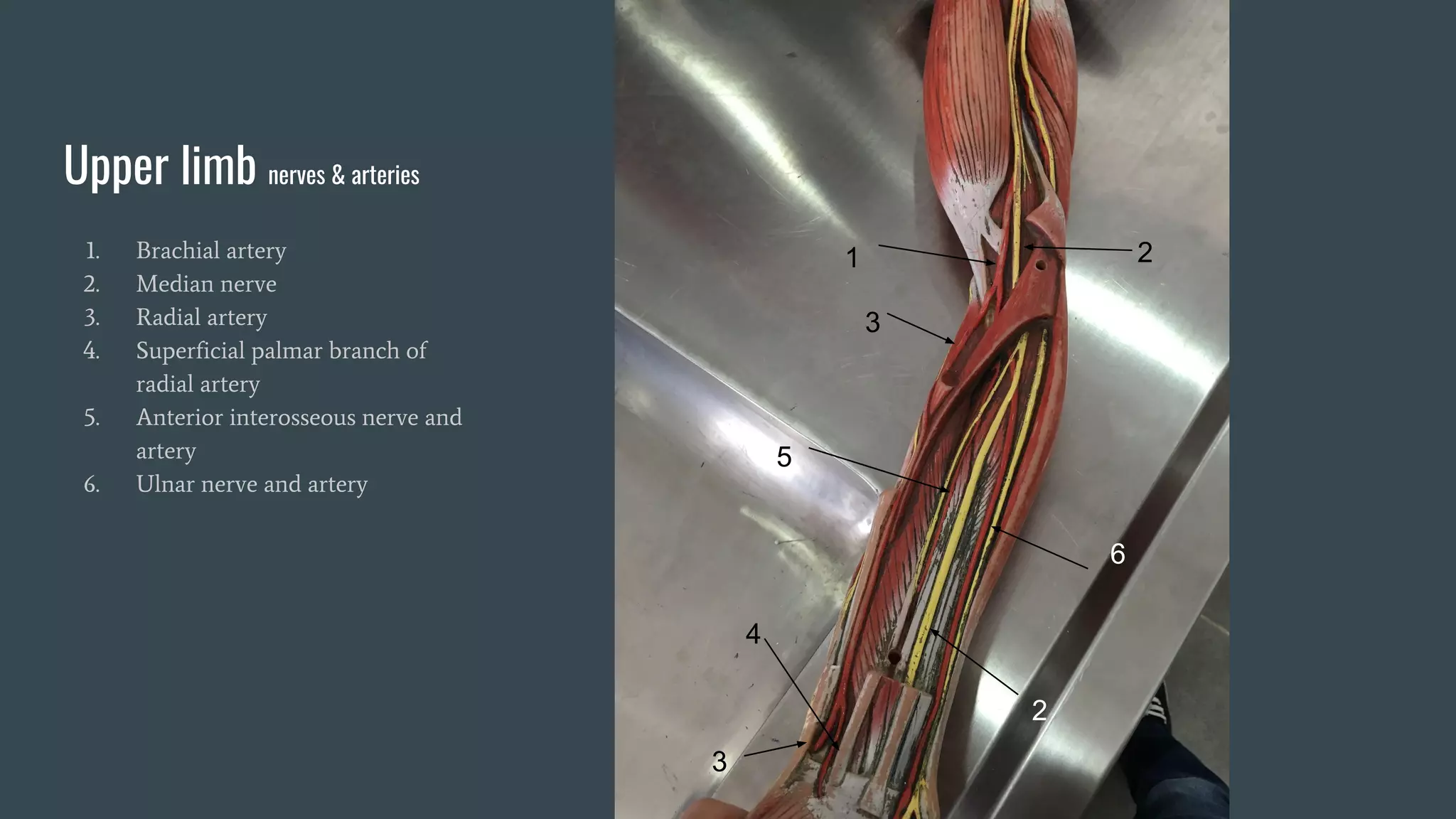 Practical anatomy _ anatomy models labeled for medical students | PDF