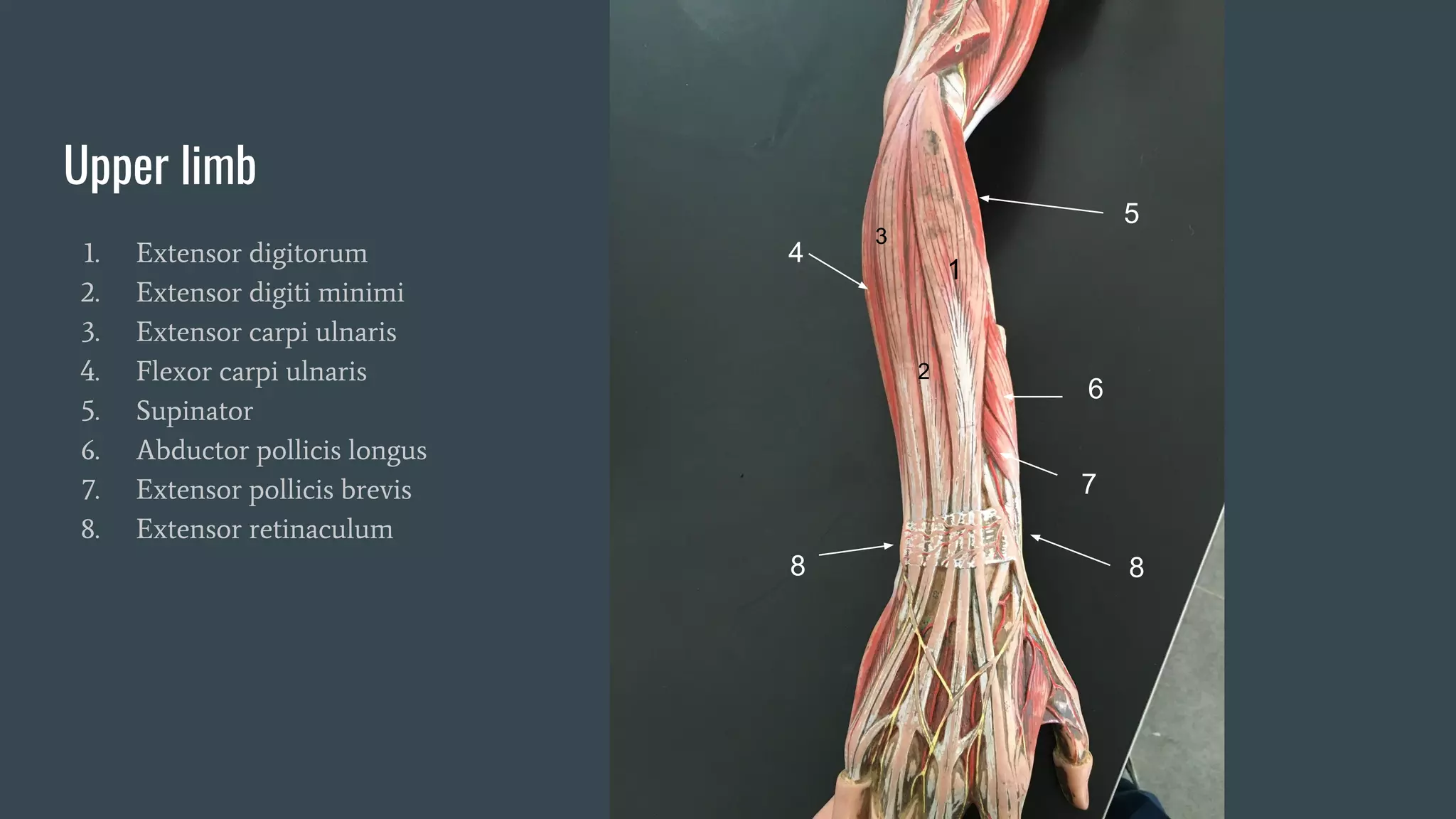Practical anatomy _ anatomy models labeled for medical students | PDF