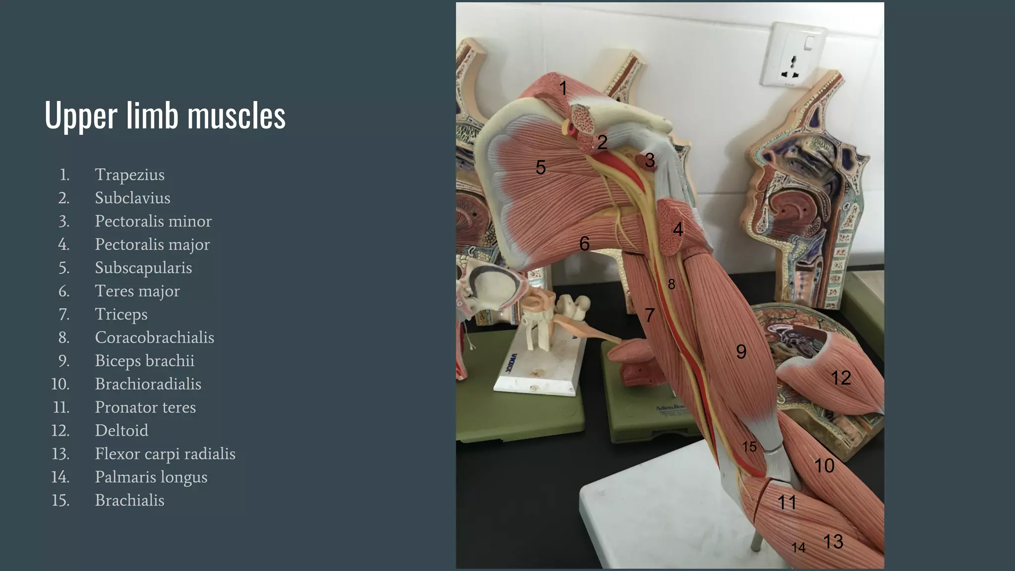 Practical anatomy _ anatomy models labeled for medical students | PDF