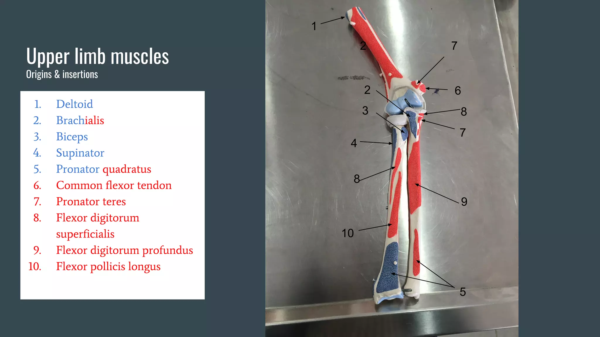 Practical anatomy _ anatomy models labeled for medical students | PDF