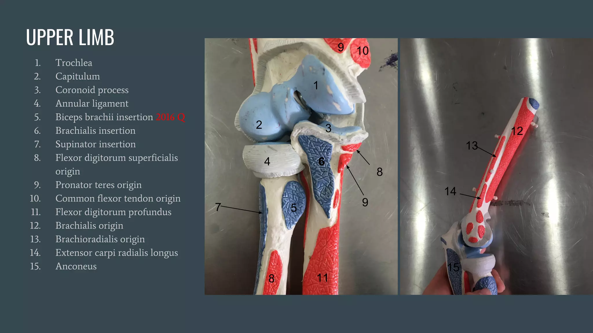 Practical anatomy _ anatomy models labeled for medical students | PDF