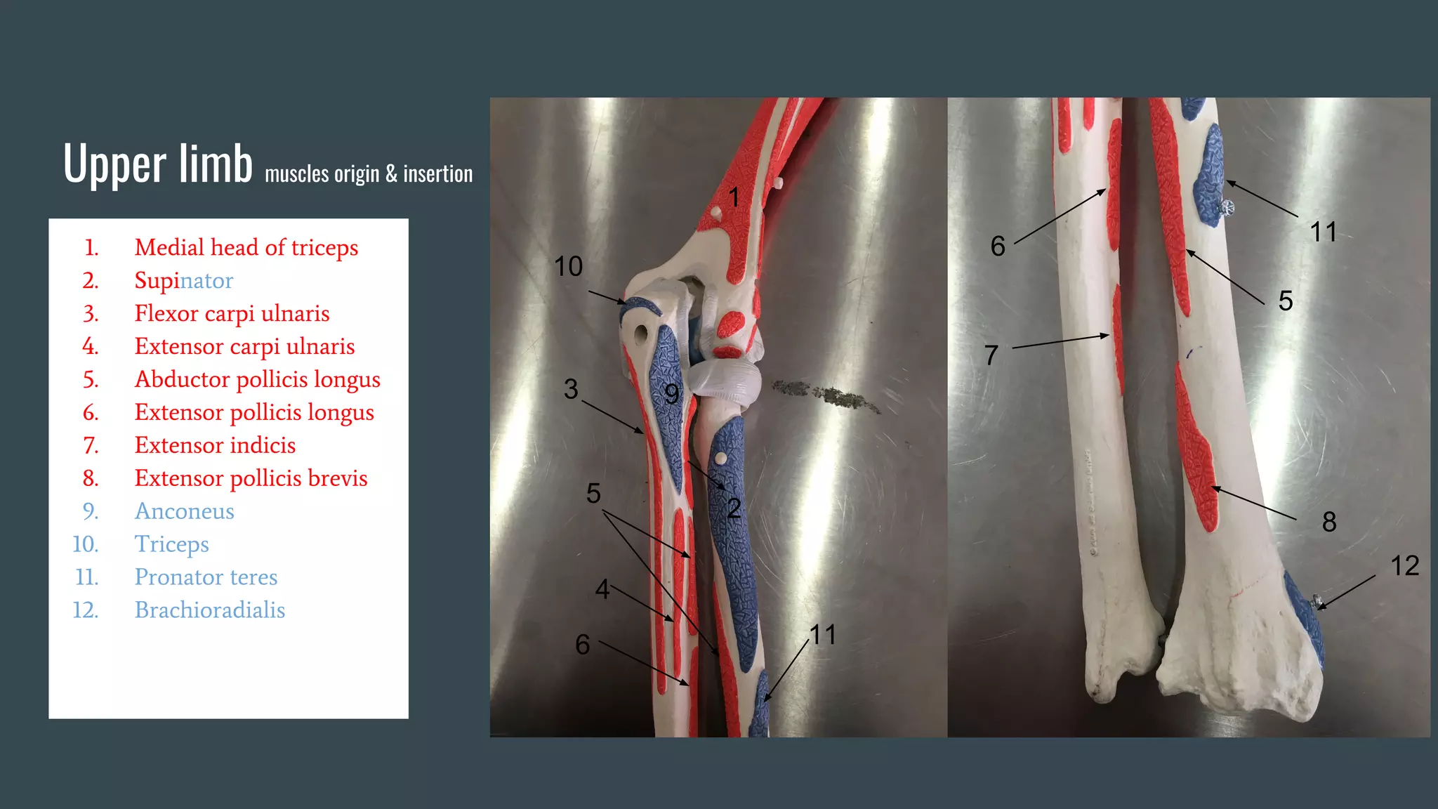 Practical anatomy _ anatomy models labeled for medical students | PDF