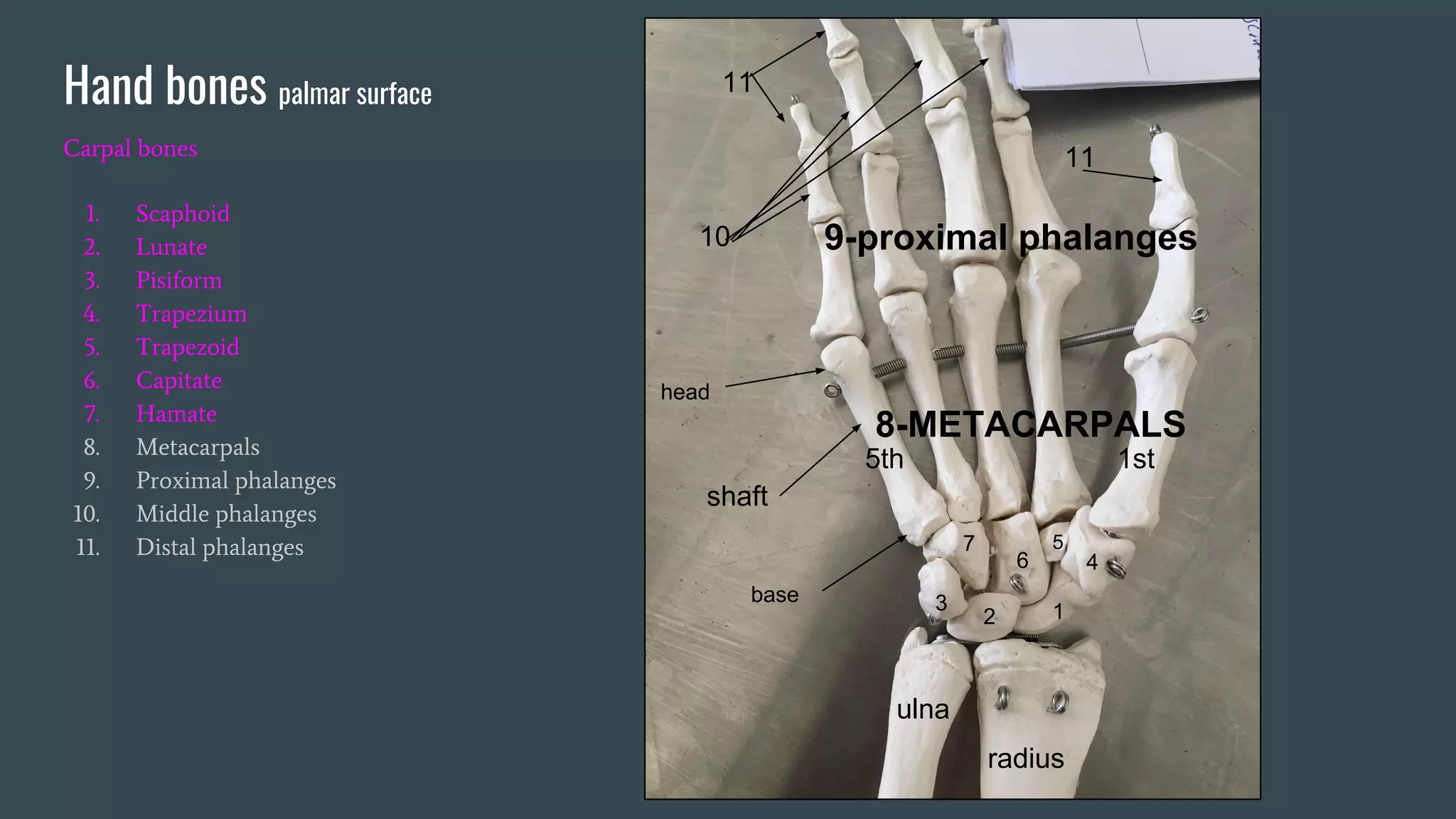 Practical anatomy _ anatomy models labeled for medical students | PDF
