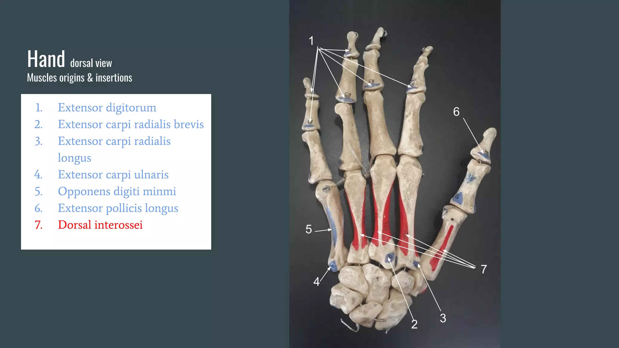 Practical anatomy _ anatomy models labeled for medical students | PDF