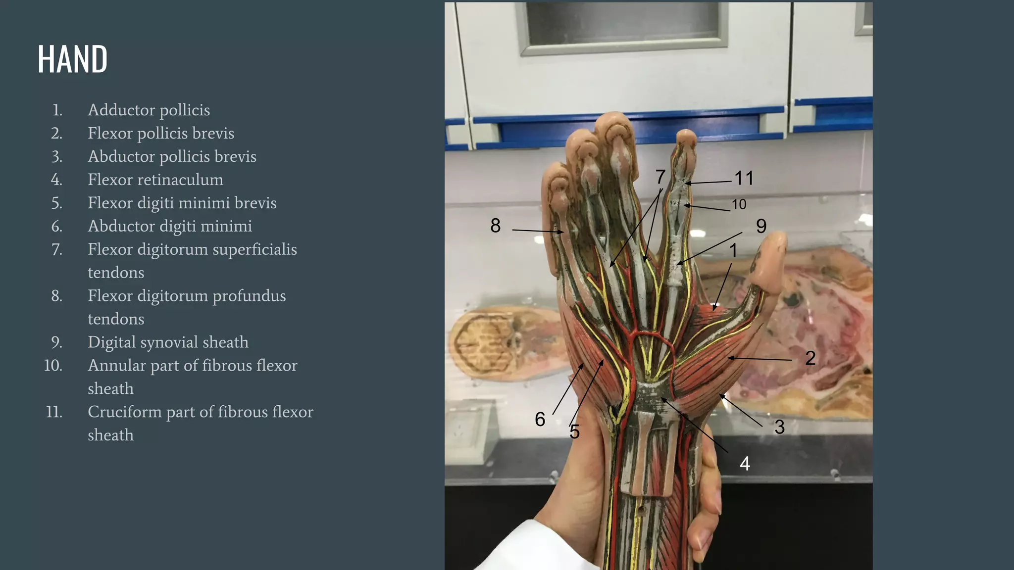 Practical anatomy _ anatomy models labeled for medical students | PDF