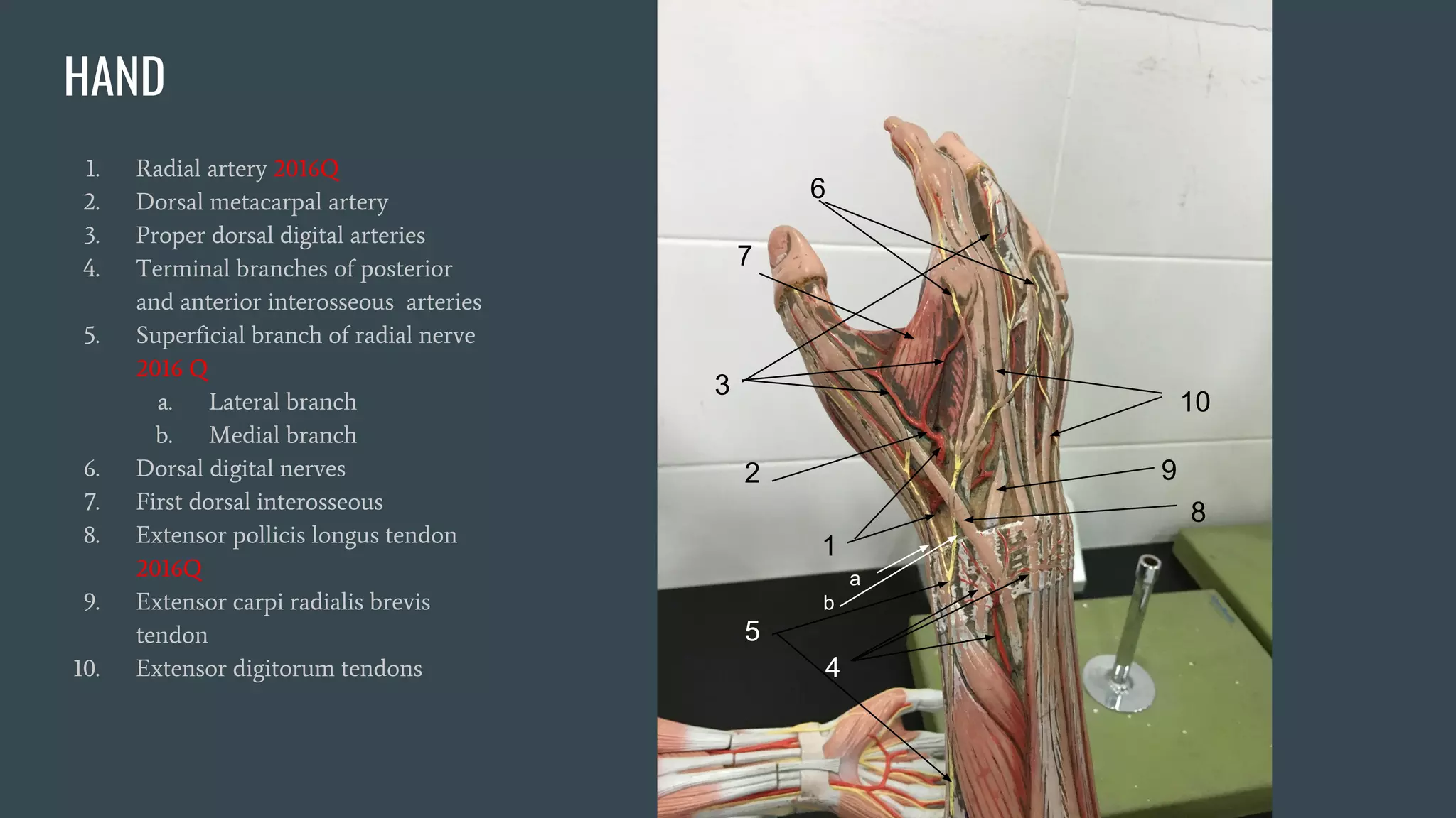 Practical anatomy _ anatomy models labeled for medical students | PDF