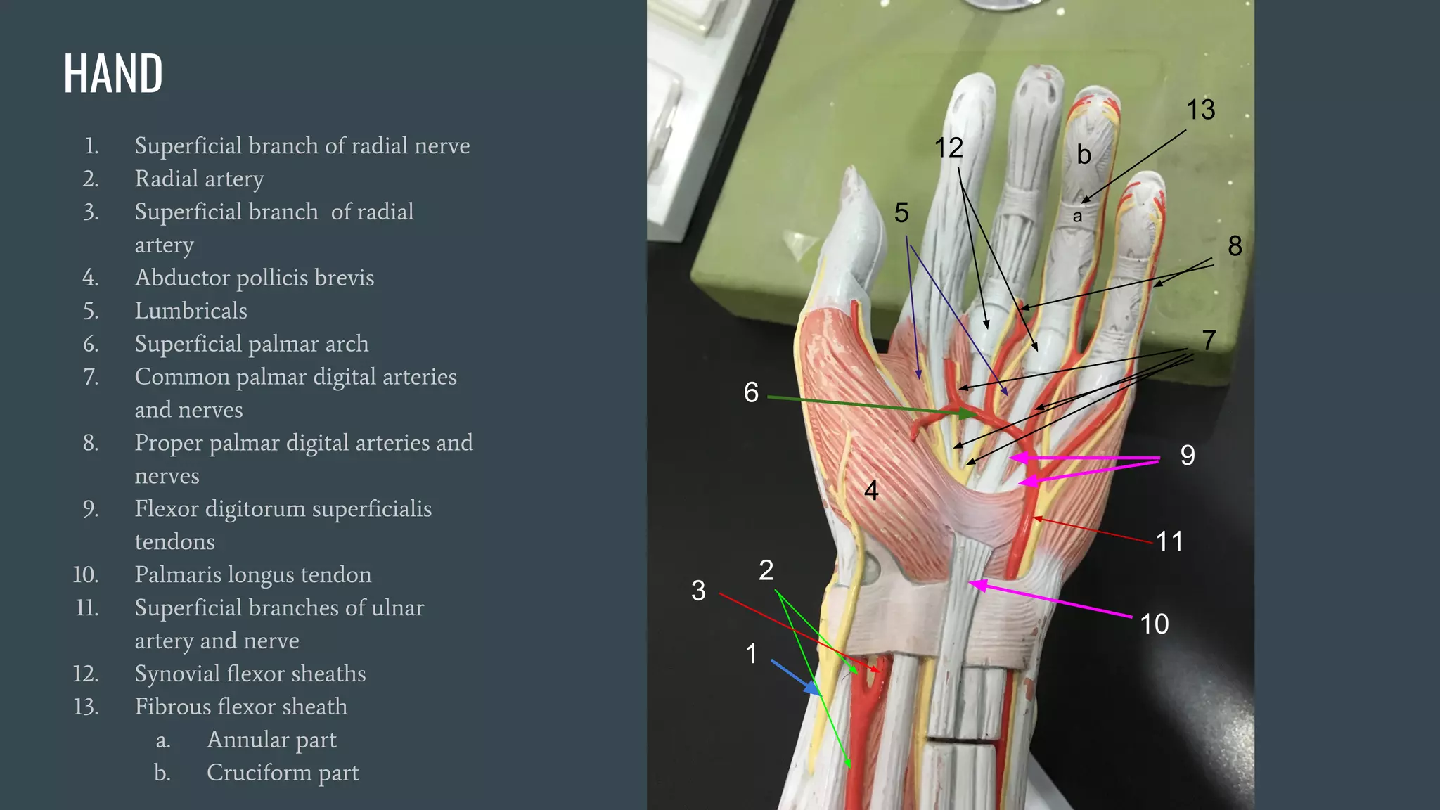 Practical anatomy _ anatomy models labeled for medical students | PDF
