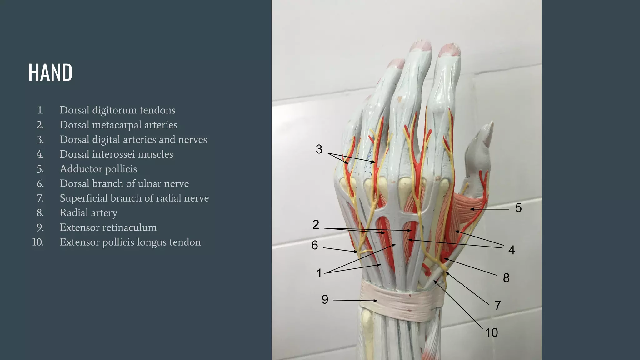 Practical anatomy _ anatomy models labeled for medical students | PDF
