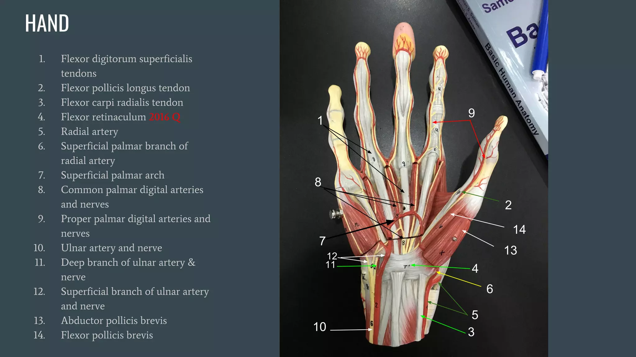 Practical anatomy _ anatomy models labeled for medical students | PDF