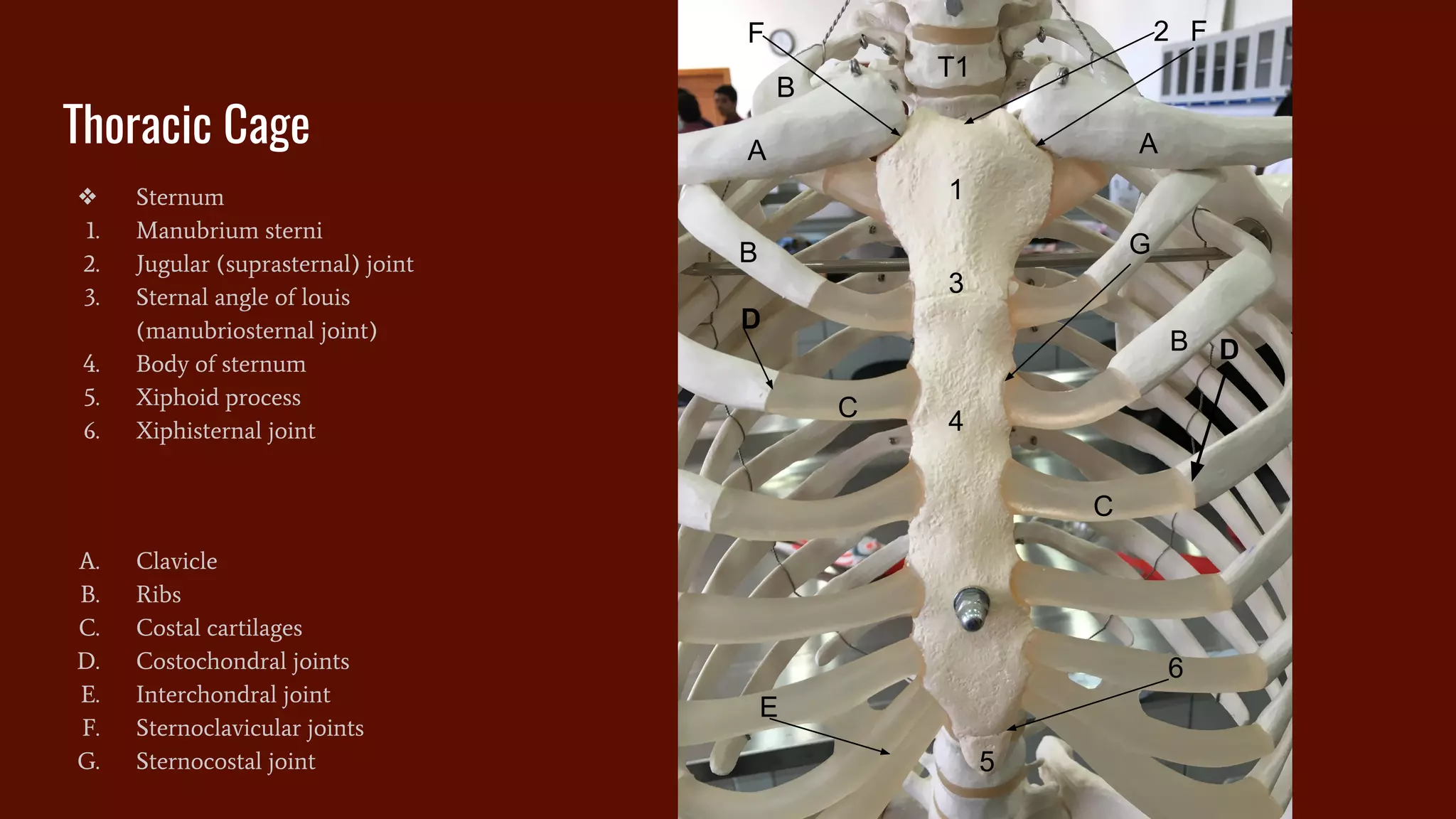 Practical anatomy _ anatomy models labeled for medical students | PDF
