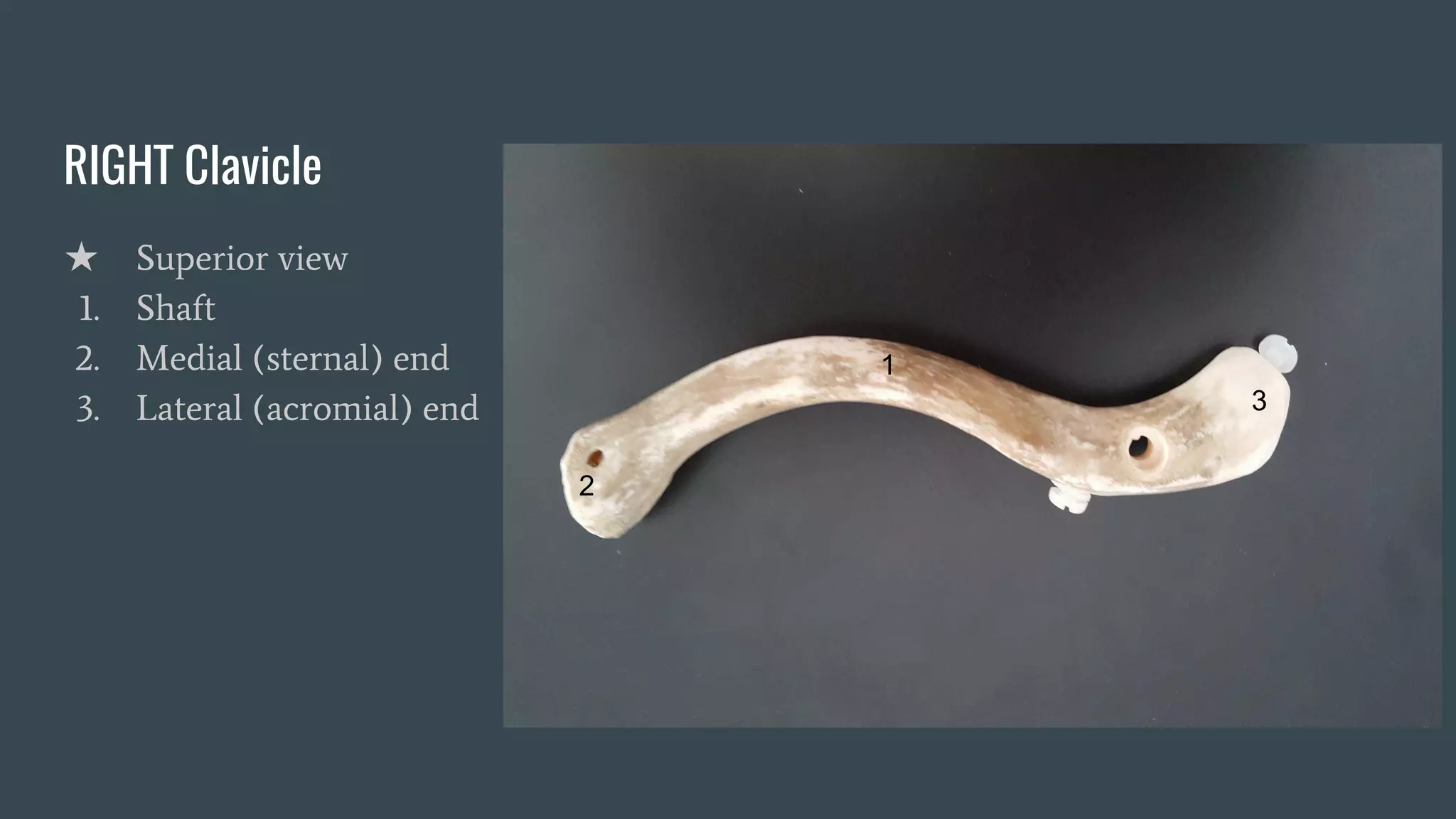 Practical anatomy _ anatomy models labeled for medical students | PDF