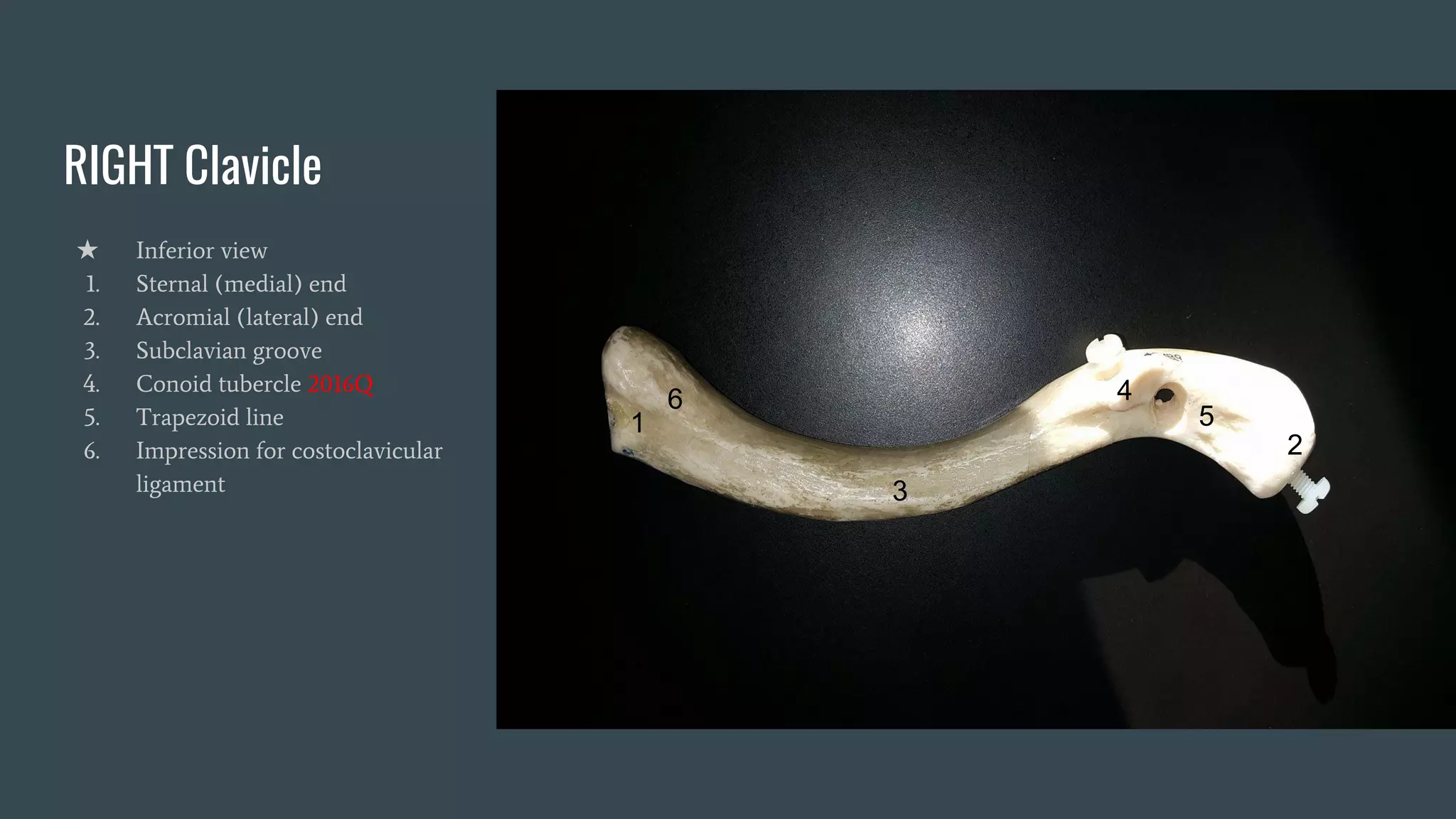 Practical anatomy _ anatomy models labeled for medical students | PDF
