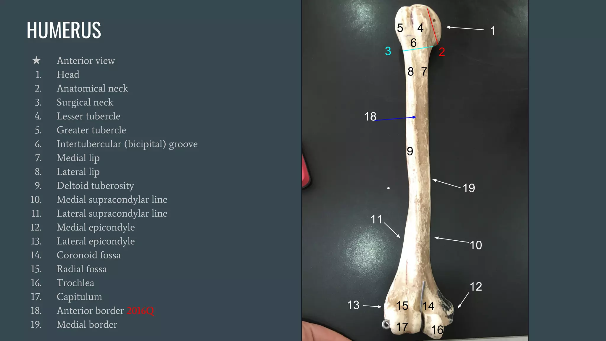 Practical anatomy _ anatomy models labeled for medical students | PDF
