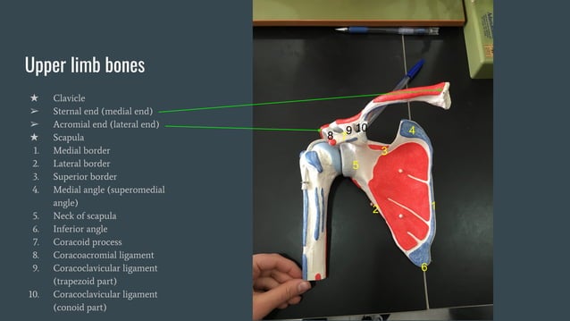 Practical anatomy _ anatomy models labeled for medical students | PDF