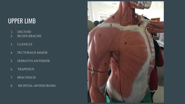 Practical anatomy _ anatomy models labeled for medical students | PDF
