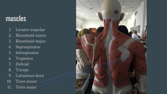 Practical anatomy _ anatomy models labeled for medical students | PDF