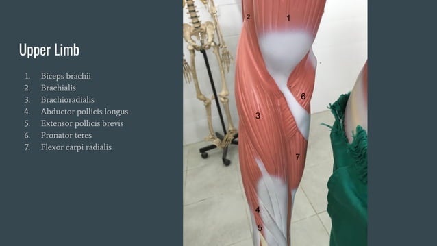 Practical anatomy _ anatomy models labeled for medical students | PDF