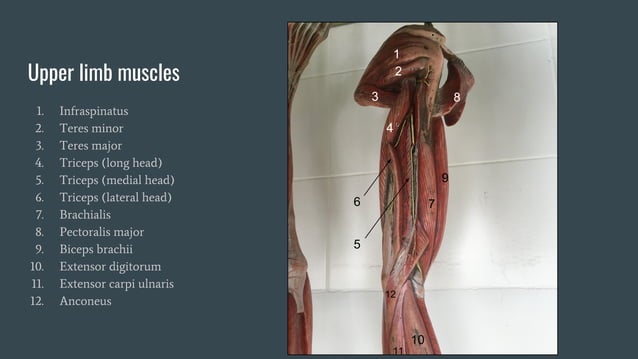 Practical anatomy _ anatomy models labeled for medical students | PDF