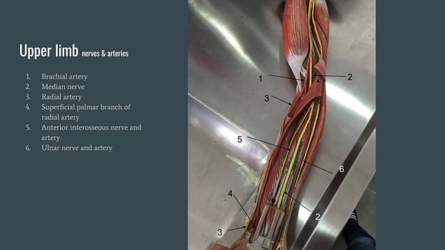 Practical anatomy _ anatomy models labeled for medical students | PDF