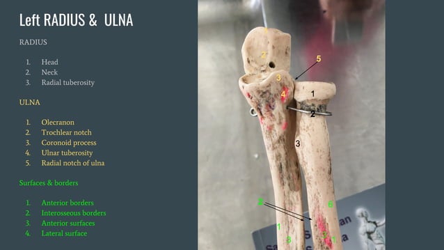 Practical anatomy _ anatomy models labeled for medical students | PDF