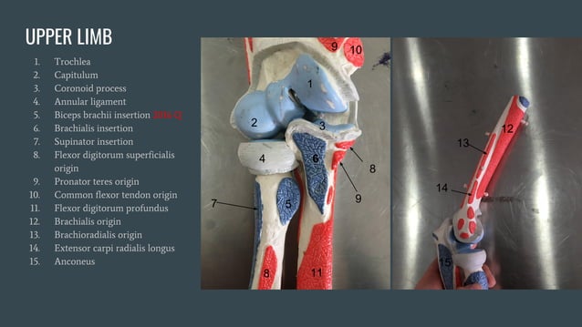 Practical anatomy _ anatomy models labeled for medical students | PDF