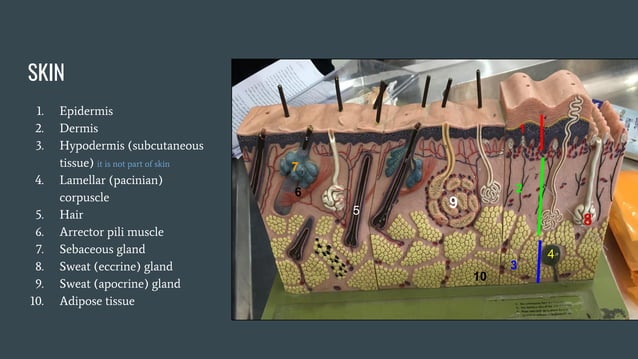 Practical anatomy _ anatomy models labeled for medical students | PDF
