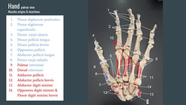 Practical anatomy _ anatomy models labeled for medical students | PDF