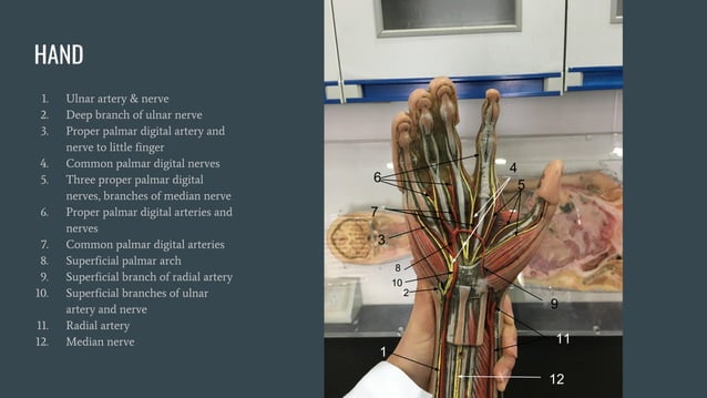 Practical anatomy _ anatomy models labeled for medical students | PDF