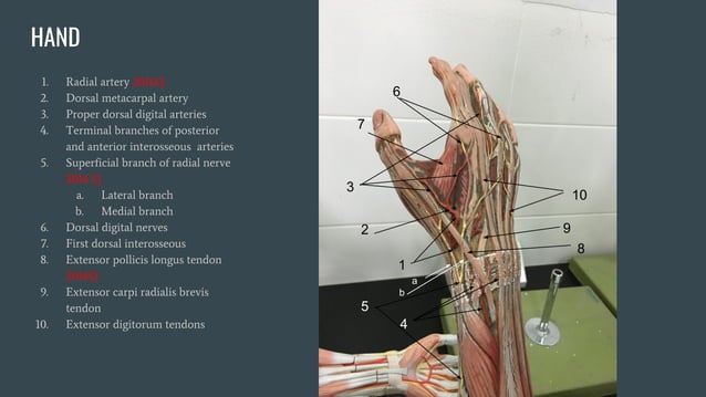Practical anatomy _ anatomy models labeled for medical students | PDF