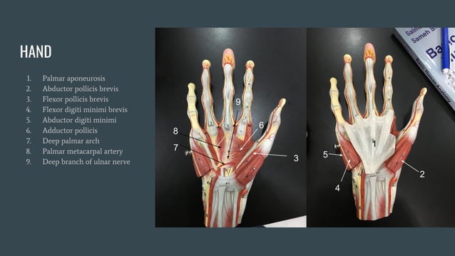 Practical anatomy _ anatomy models labeled for medical students | PDF