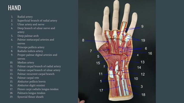 Practical anatomy _ anatomy models labeled for medical students | PDF