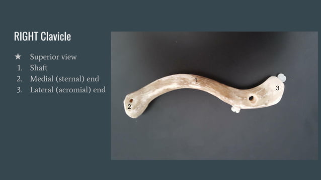 Practical anatomy _ anatomy models labeled for medical students | PDF