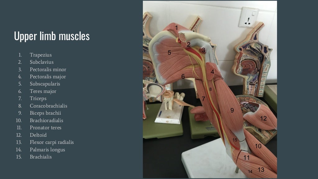 Practical anatomy _ anatomy models labeled for medical students