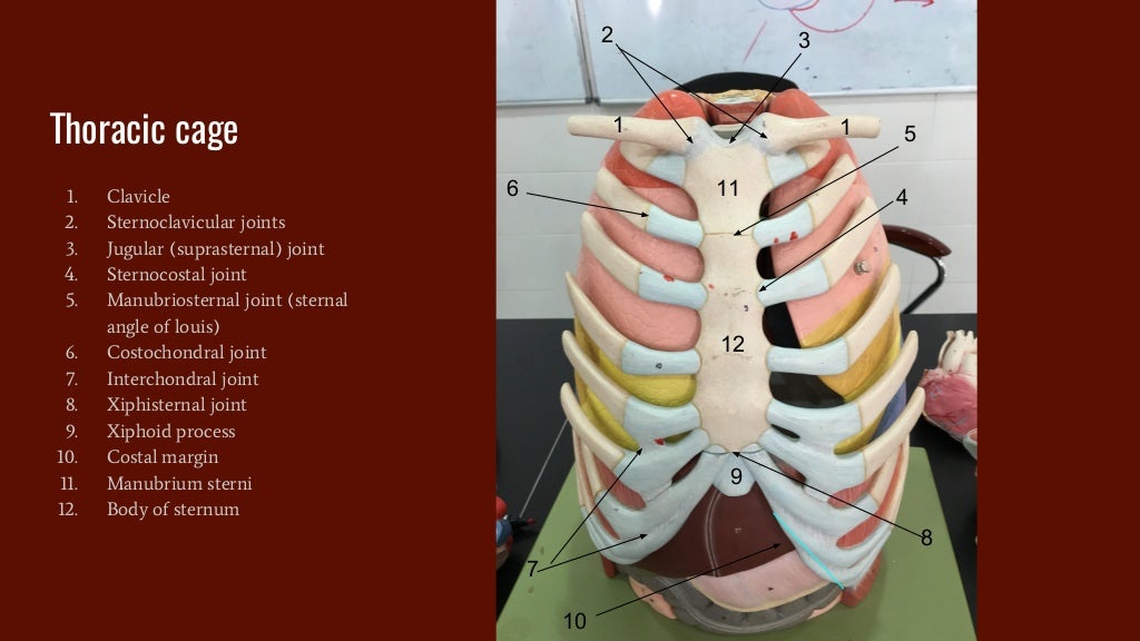 Practical anatomy _ anatomy models labeled for medical students