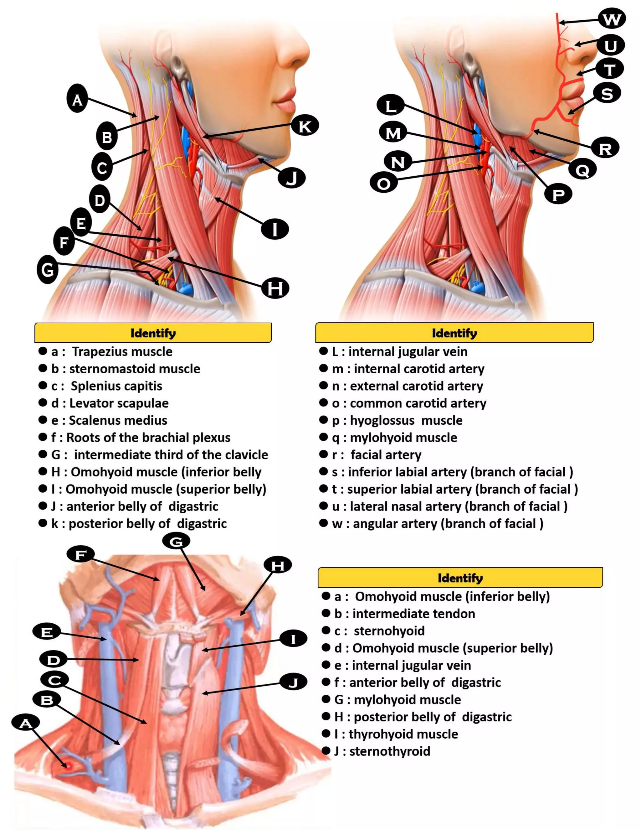 Practical anatomy | PDF