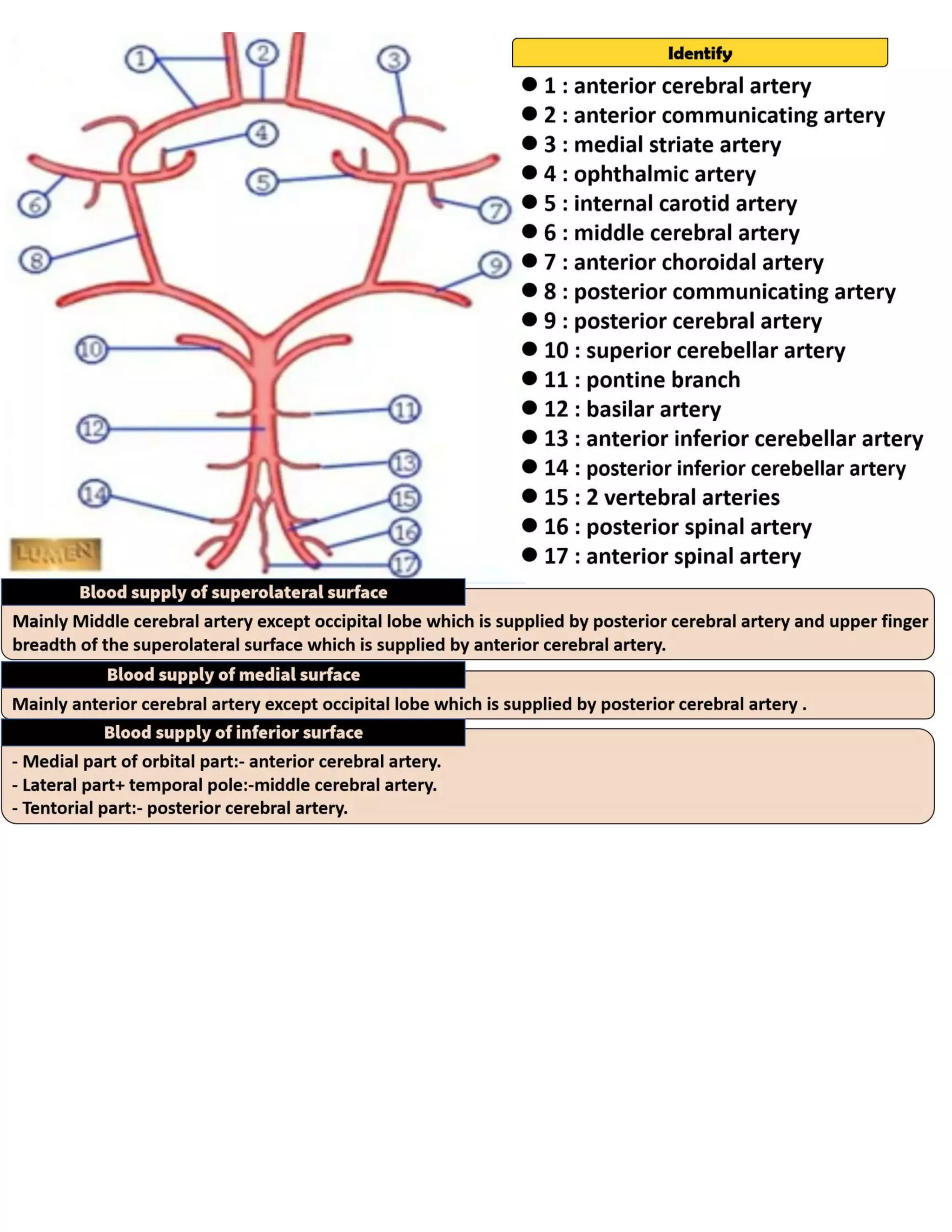 Practical anatomy | PDF