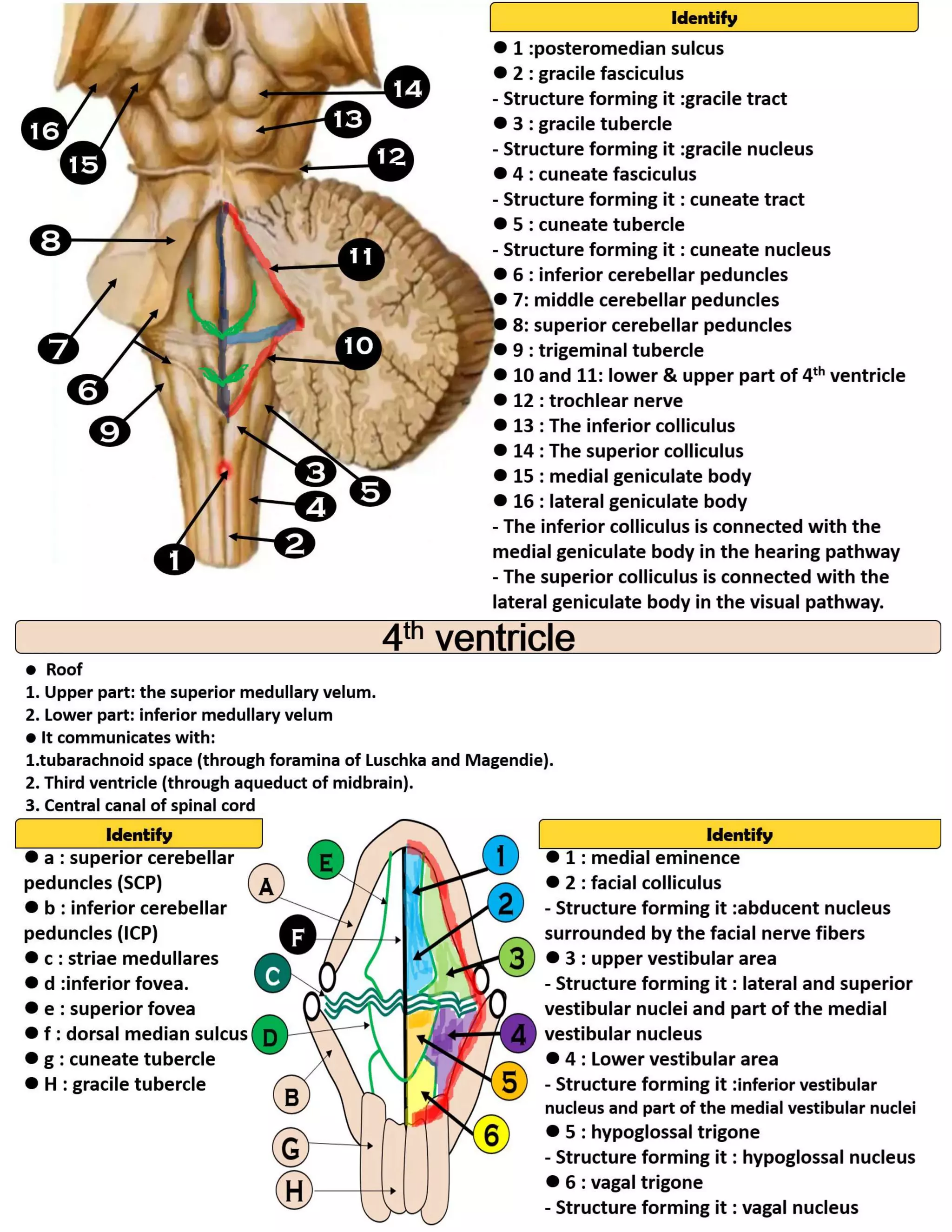 Practical anatomy | PDF