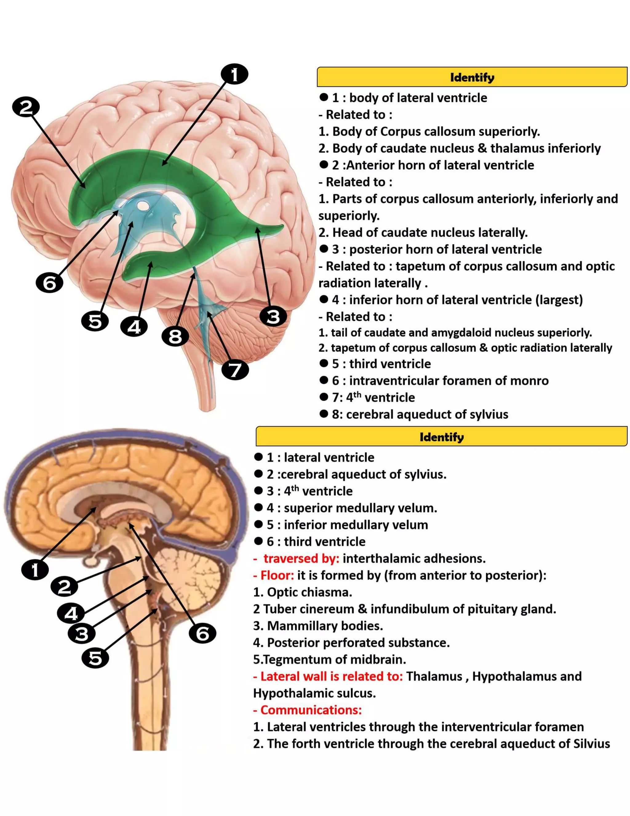 Practical anatomy | PDF