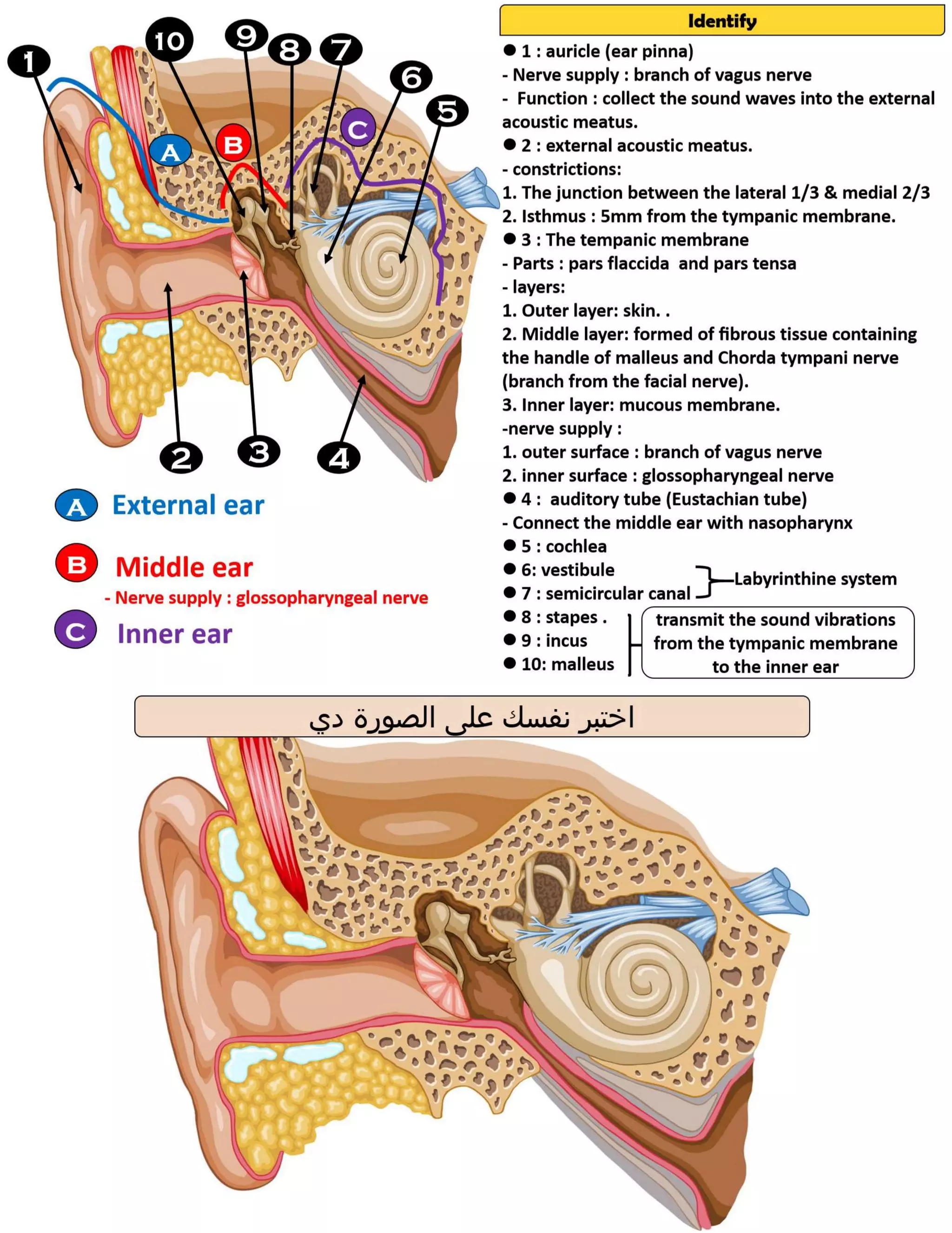 Practical anatomy | PDF