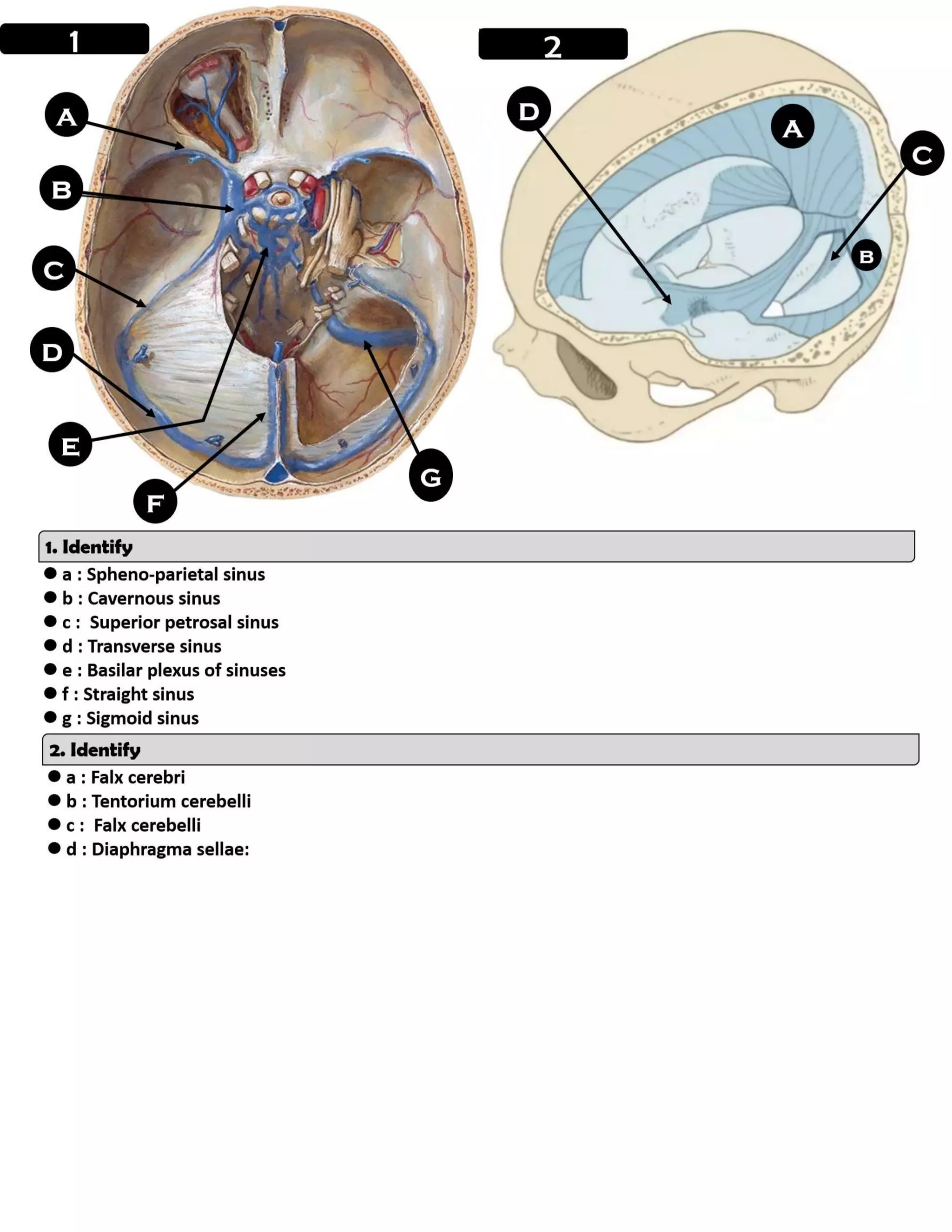 Practical anatomy | PDF