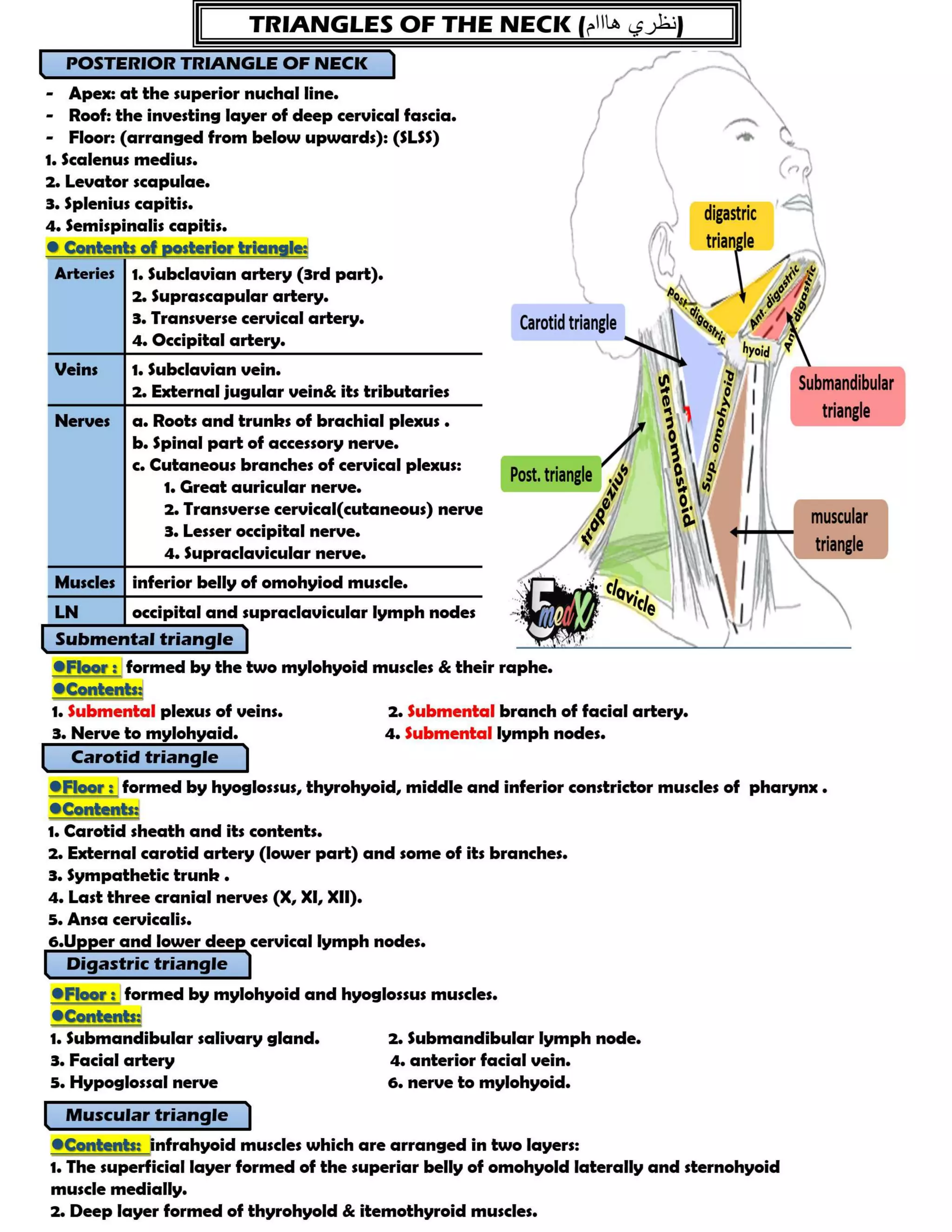 Practical anatomy | PDF