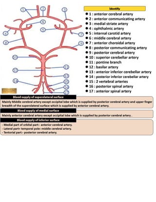 Practical anatomy | PDF