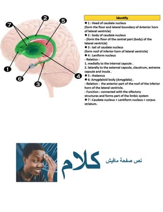 Practical anatomy | PDF