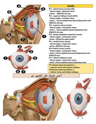 Practical anatomy | PDF