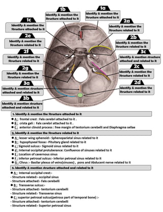 Practical anatomy | PDF