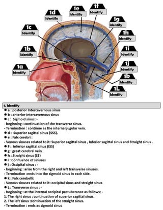 Practical anatomy | PDF