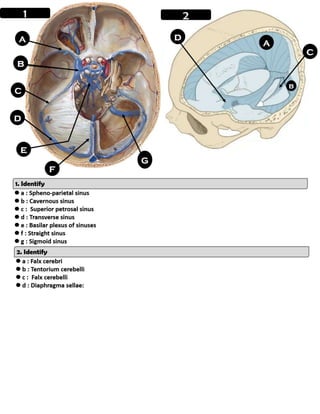 Practical anatomy | PDF